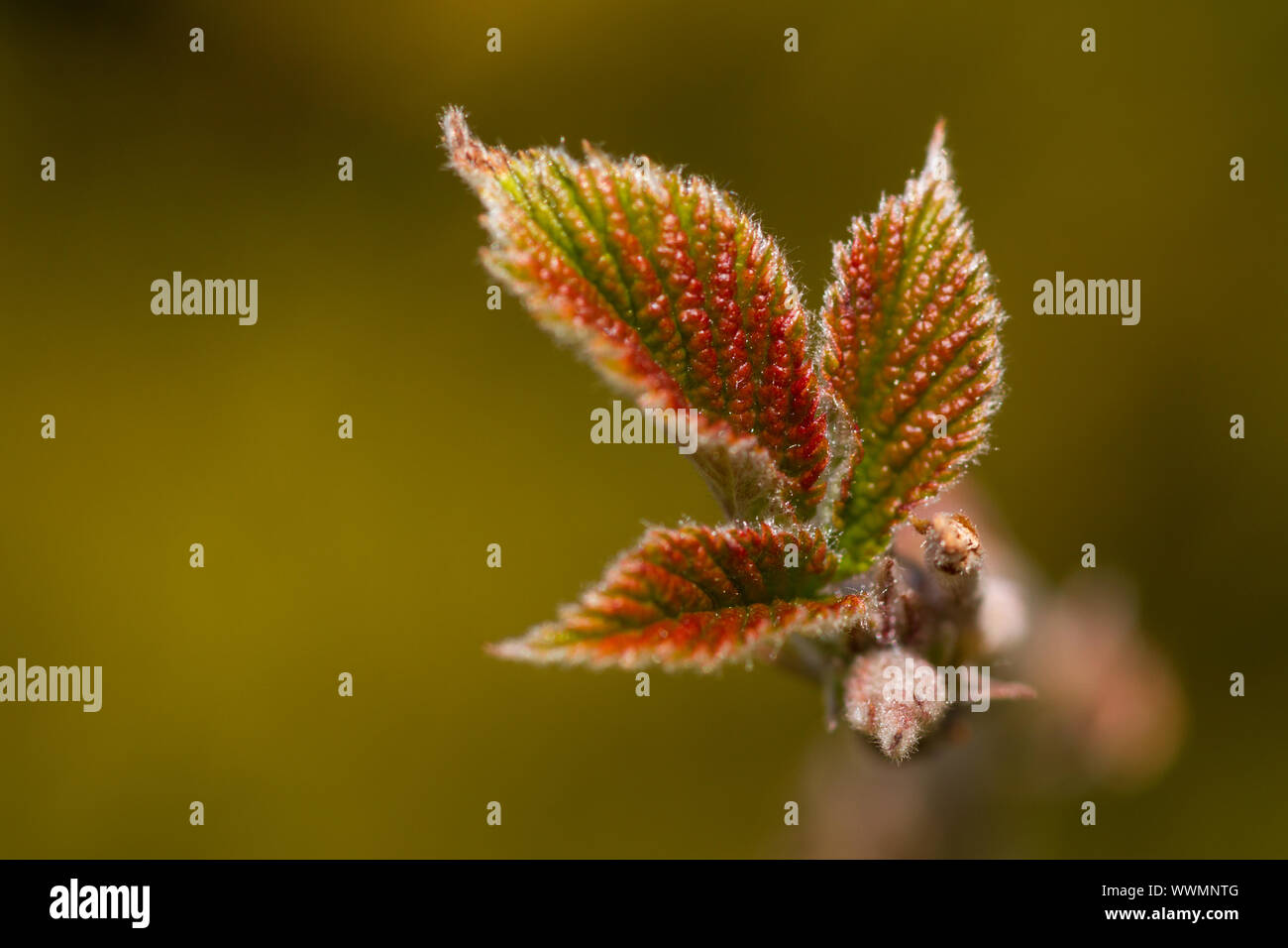 Red bud leaves hi-res stock photography and images - Alamy