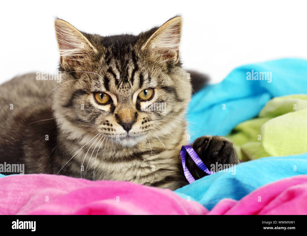 Portrait of an adorable grey tabby kitten playing with purple string ...