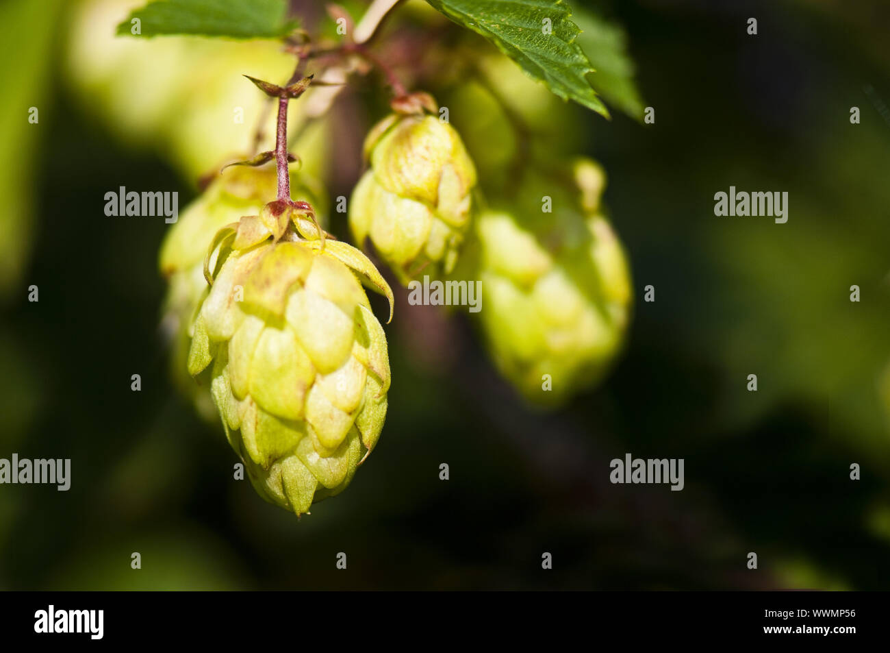 Wild hops hi-res stock photography and images - Alamy