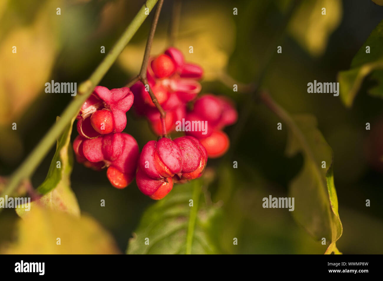 Parsons park hi-res stock photography and images - Alamy