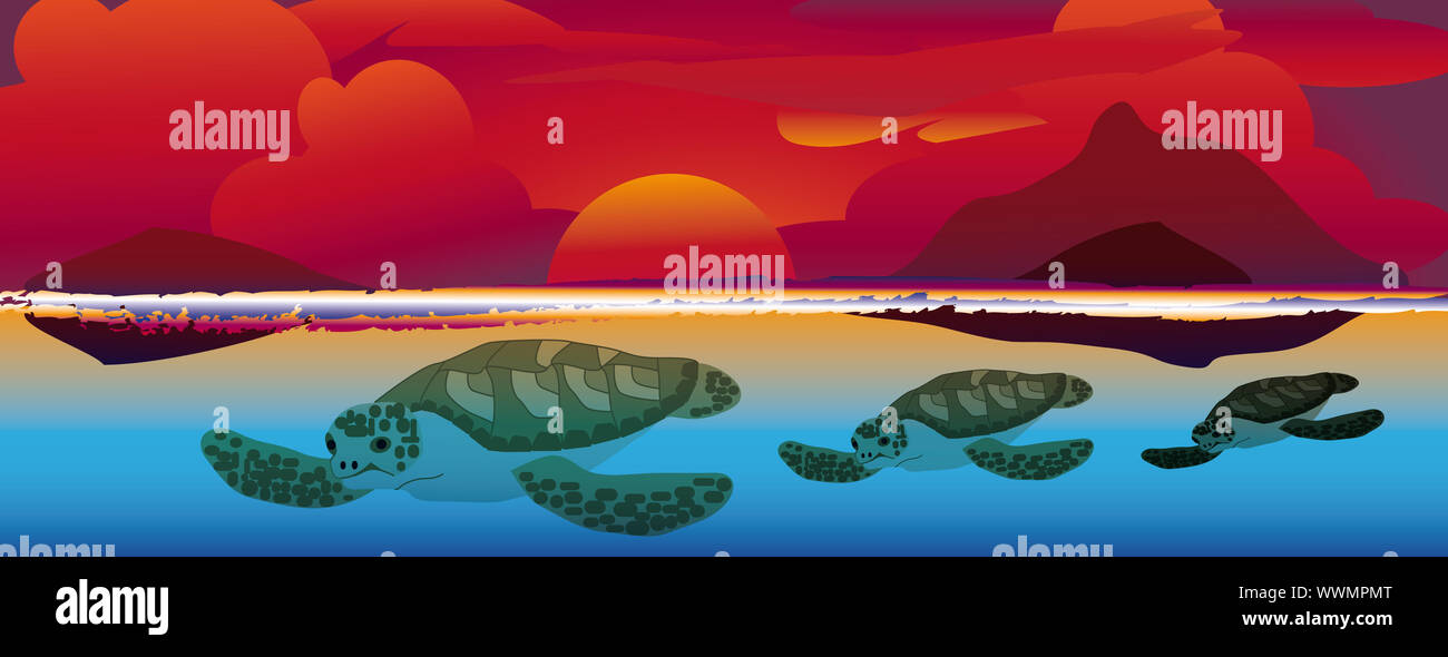 three sea turtles swimming at a colorful sunset Stock Photo - Alamy