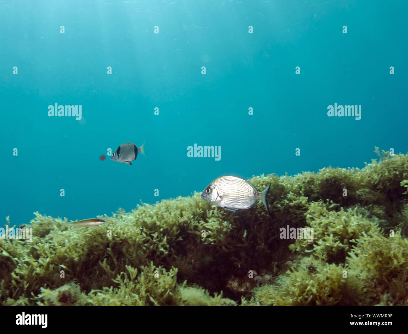 Brasse hi-res stock photography and images - Alamy