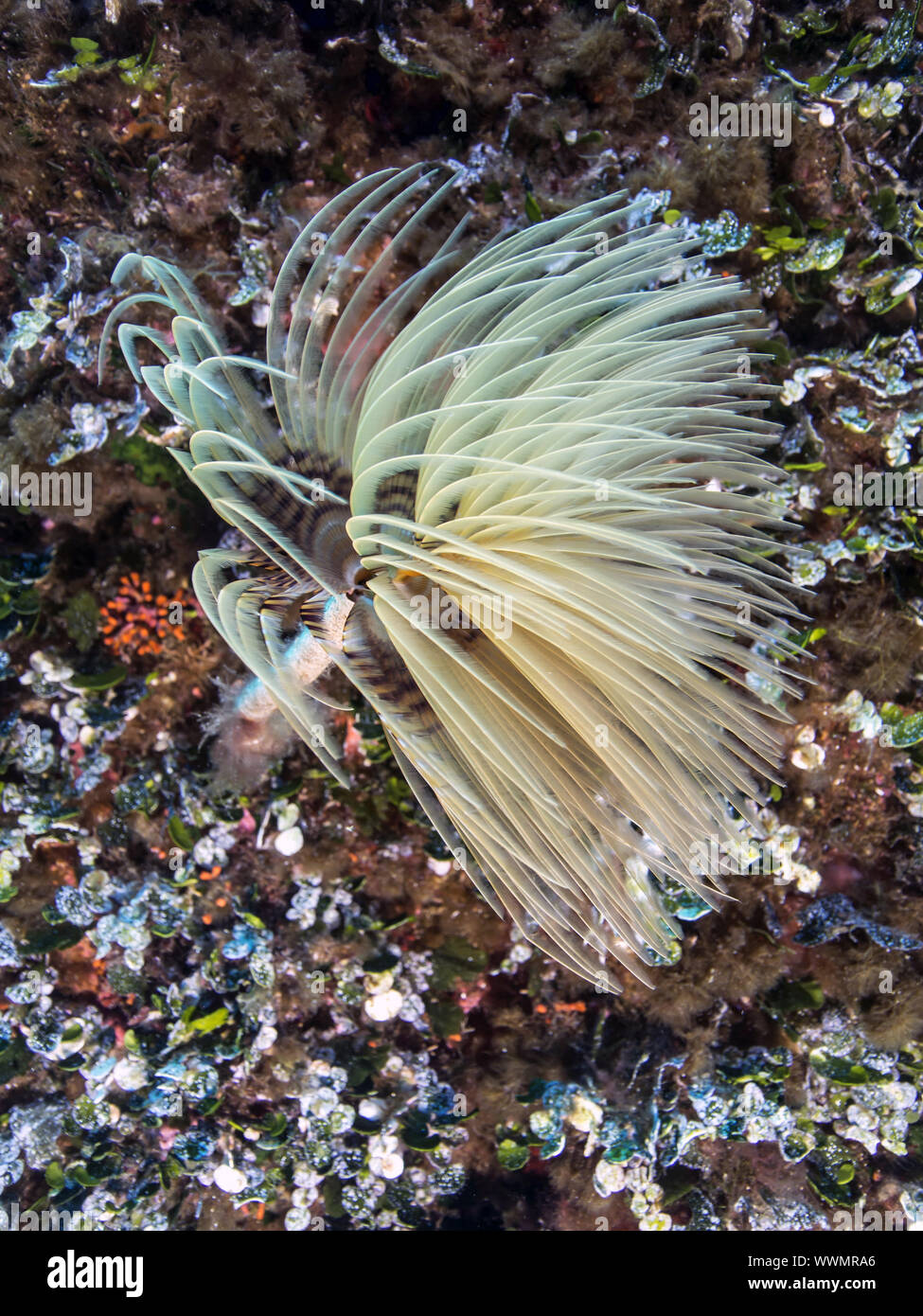 Schraubensabelle (Sabella spallanzanii Stock Photo - Alamy