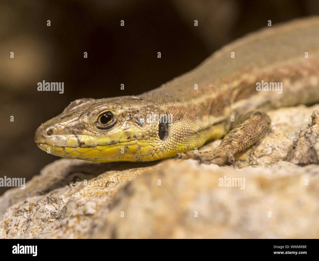 Malta eidechse podarcis filfolensis hi-res stock photography and images - Alamy