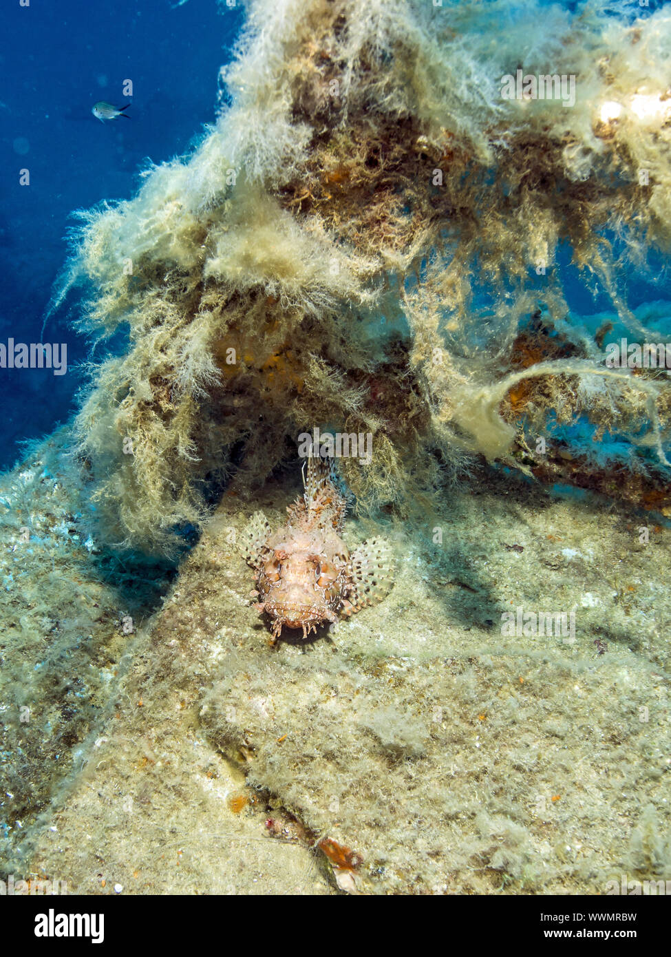 Wildlife gozo hi-res stock photography and images - Alamy