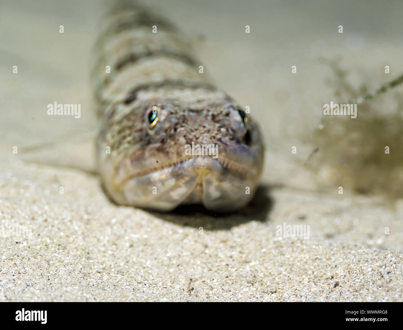 Atlantic lizardfish hi-res stock photography and images - Alamy