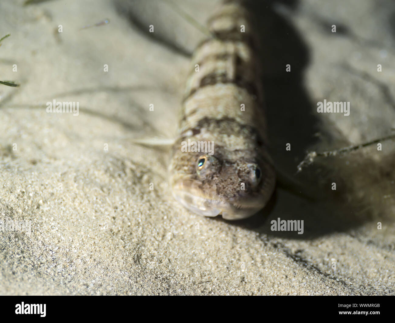 Atlantic lizardfish synodus saurus hi-res stock photography and images ...