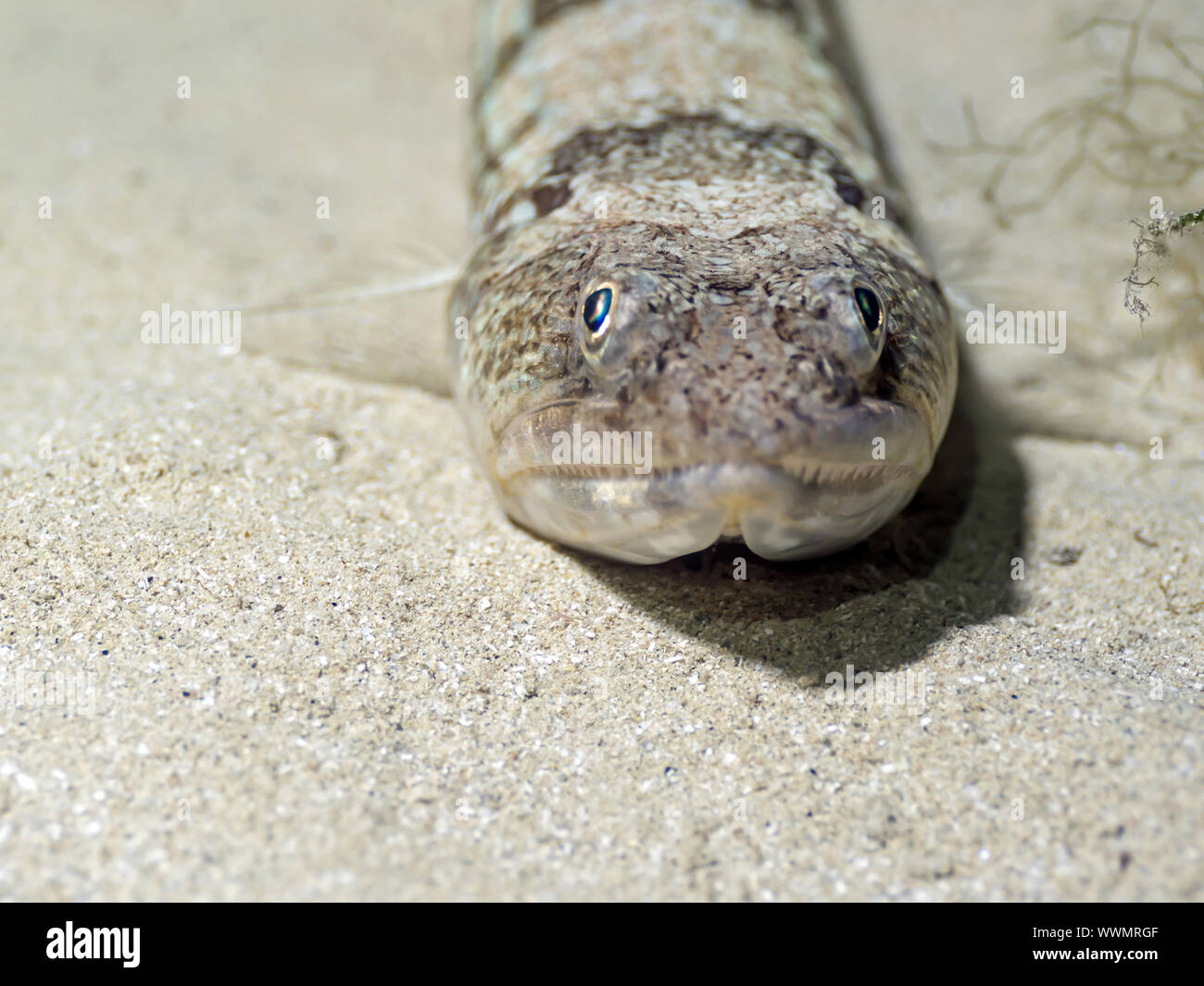 Atlantic lizardfish synodus saurus hi-res stock photography and images ...