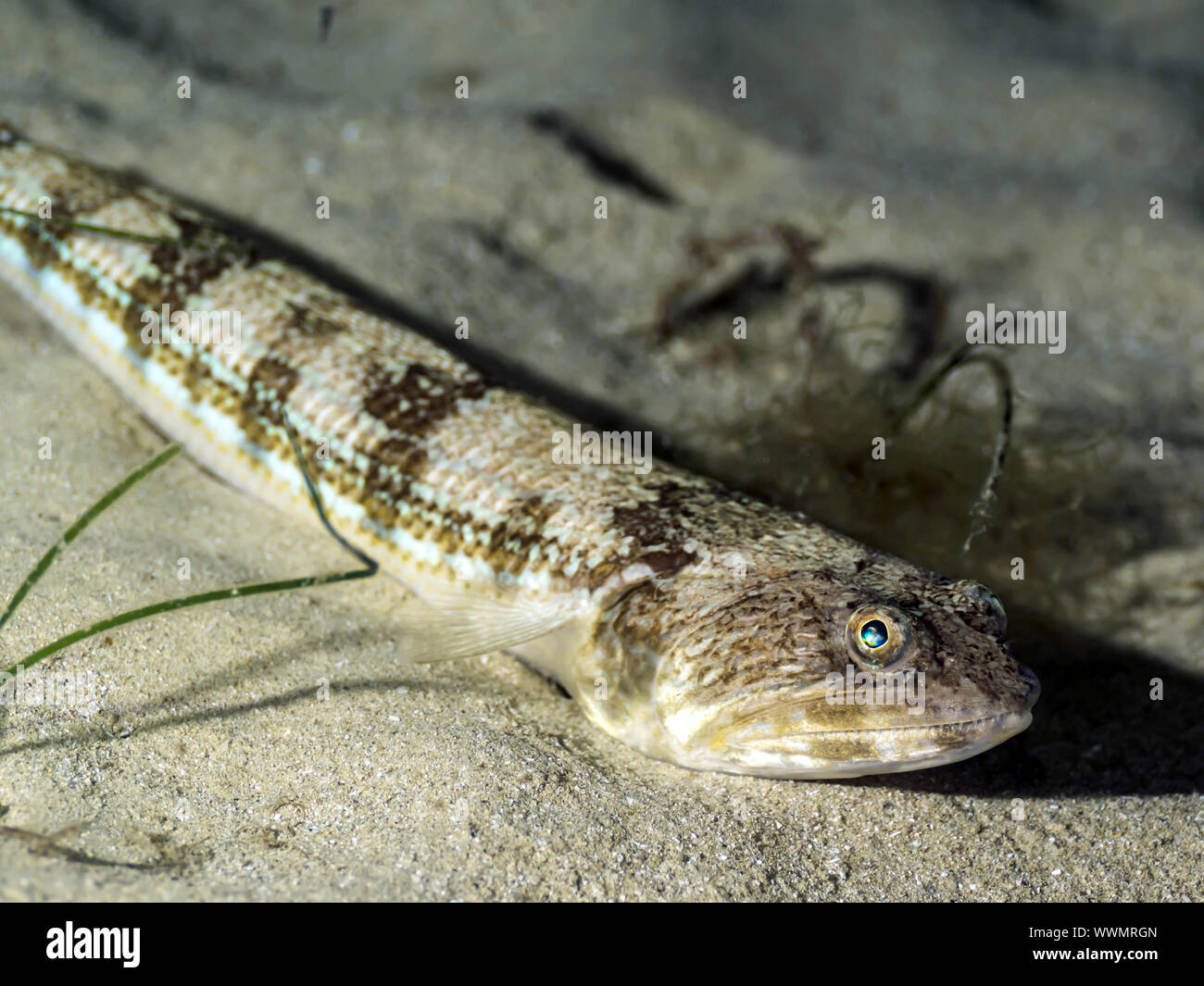 Atlantic lizardfish synodus saurus hi-res stock photography and images ...