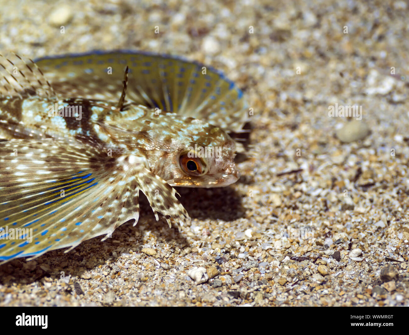 Flying gurnard hi-res stock photography and images - Alamy