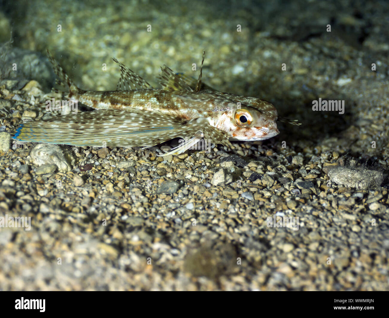 Flying gurnard dactylopterus volitans hi-res stock photography and ...