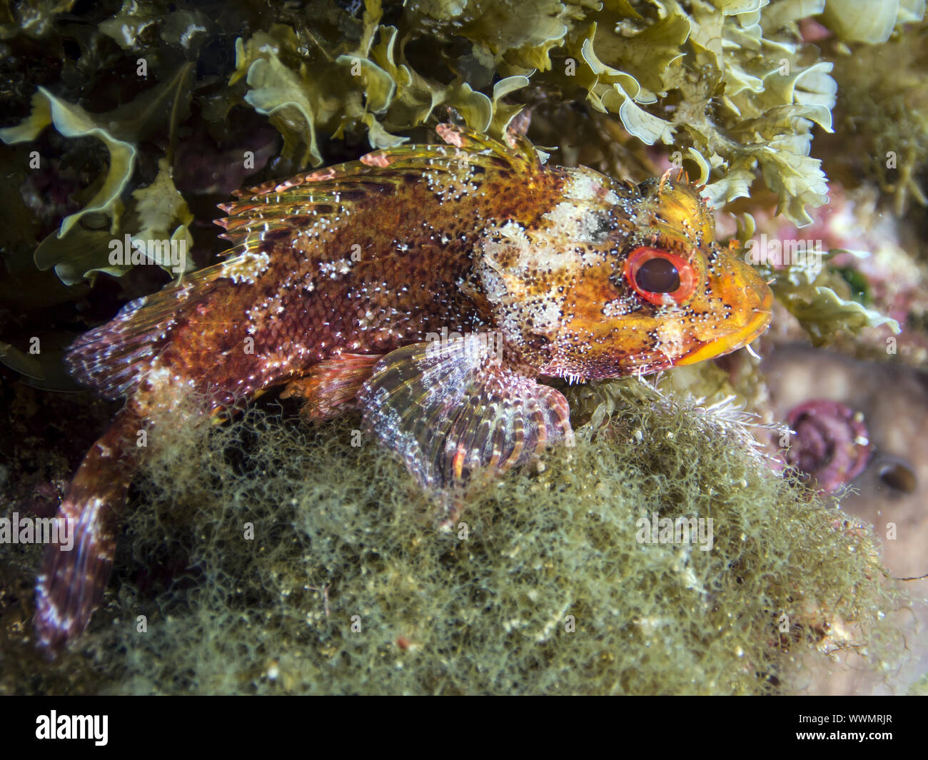 Malta fish hi-res stock photography and images - Alamy