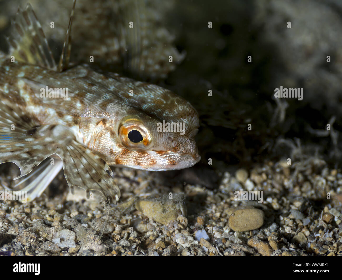 Flying gurnard hi-res stock photography and images - Alamy