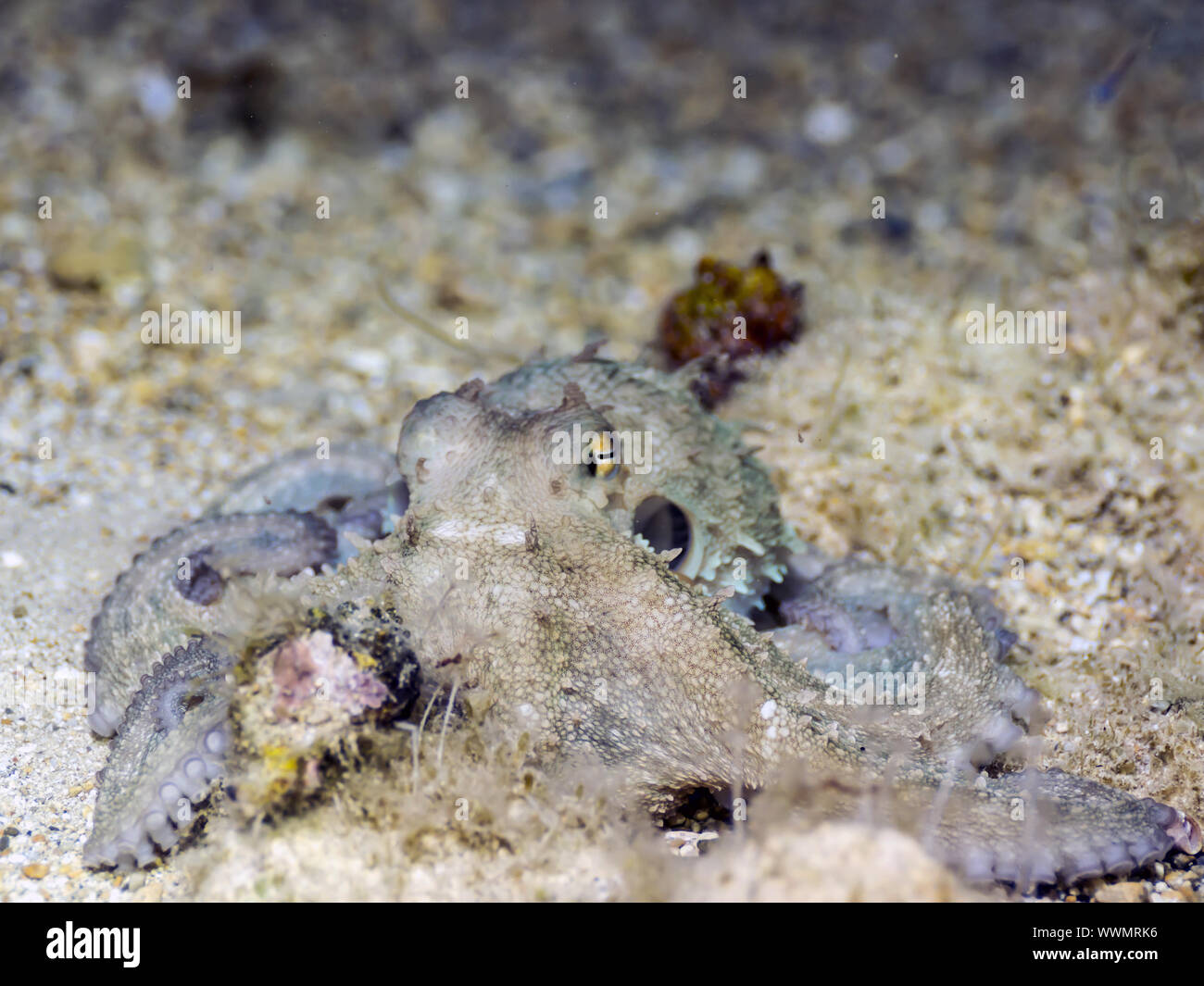 Small octopus hi-res stock photography and images - Alamy