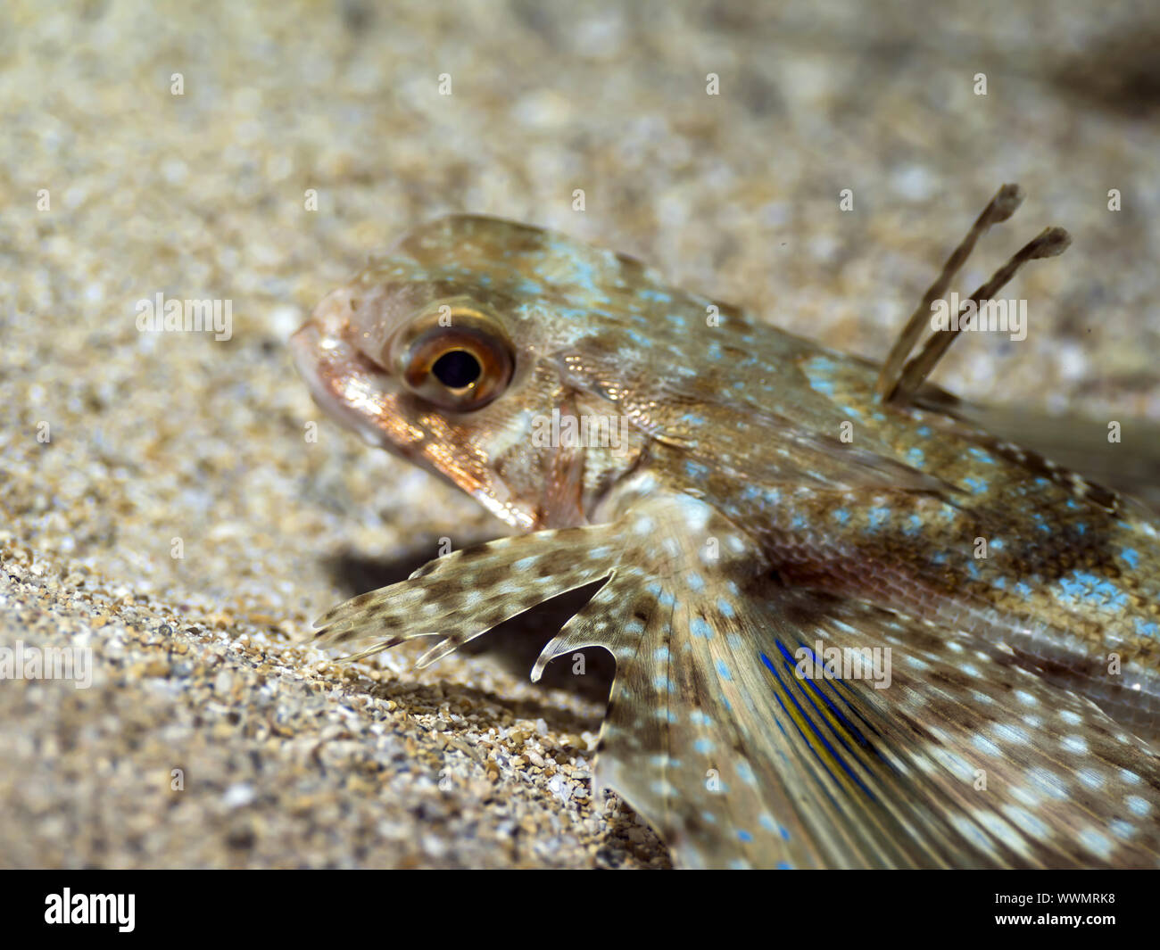 Flying gurnard hi-res stock photography and images - Alamy