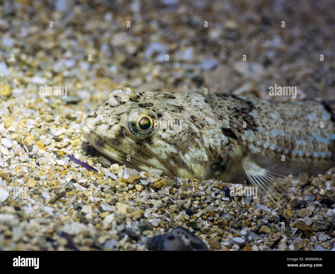 Atlantic lizardfish synodus saurus hi-res stock photography and images ...
