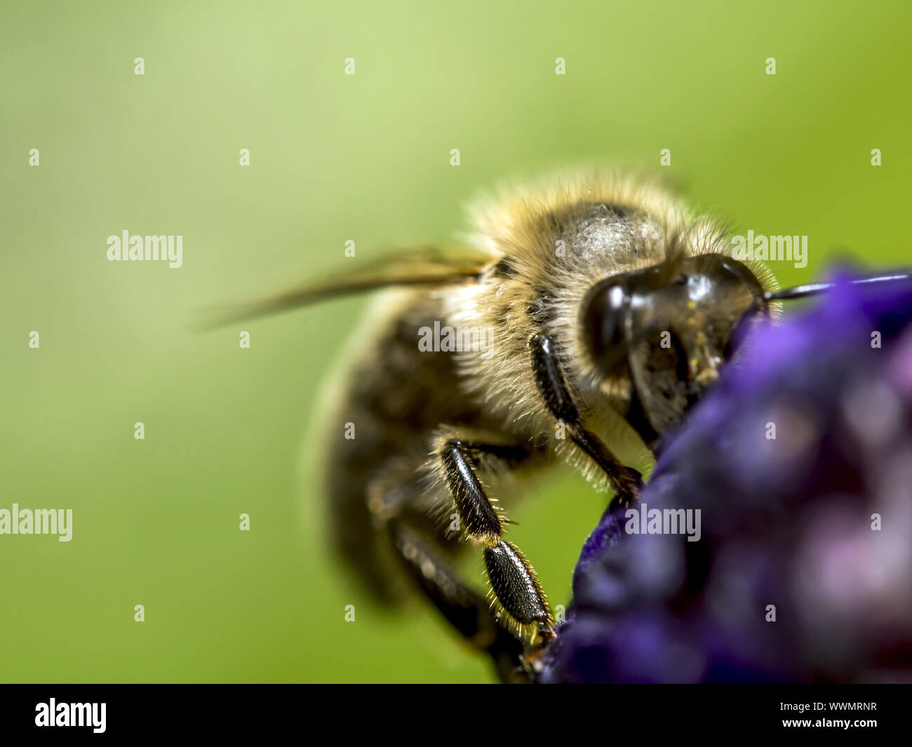 European honey bee Stock Photo - Alamy