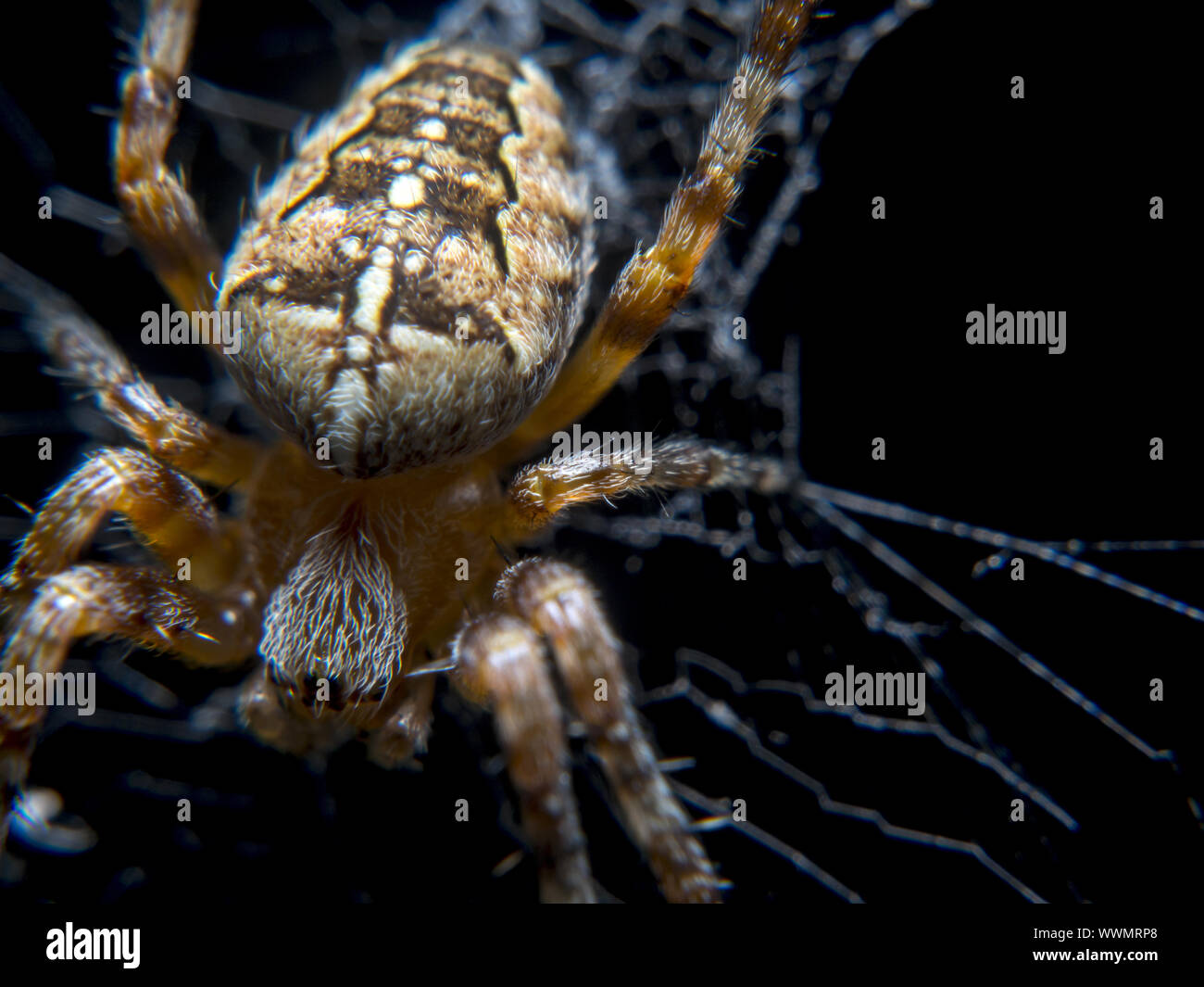 European garden spider Stock Photo - Alamy
