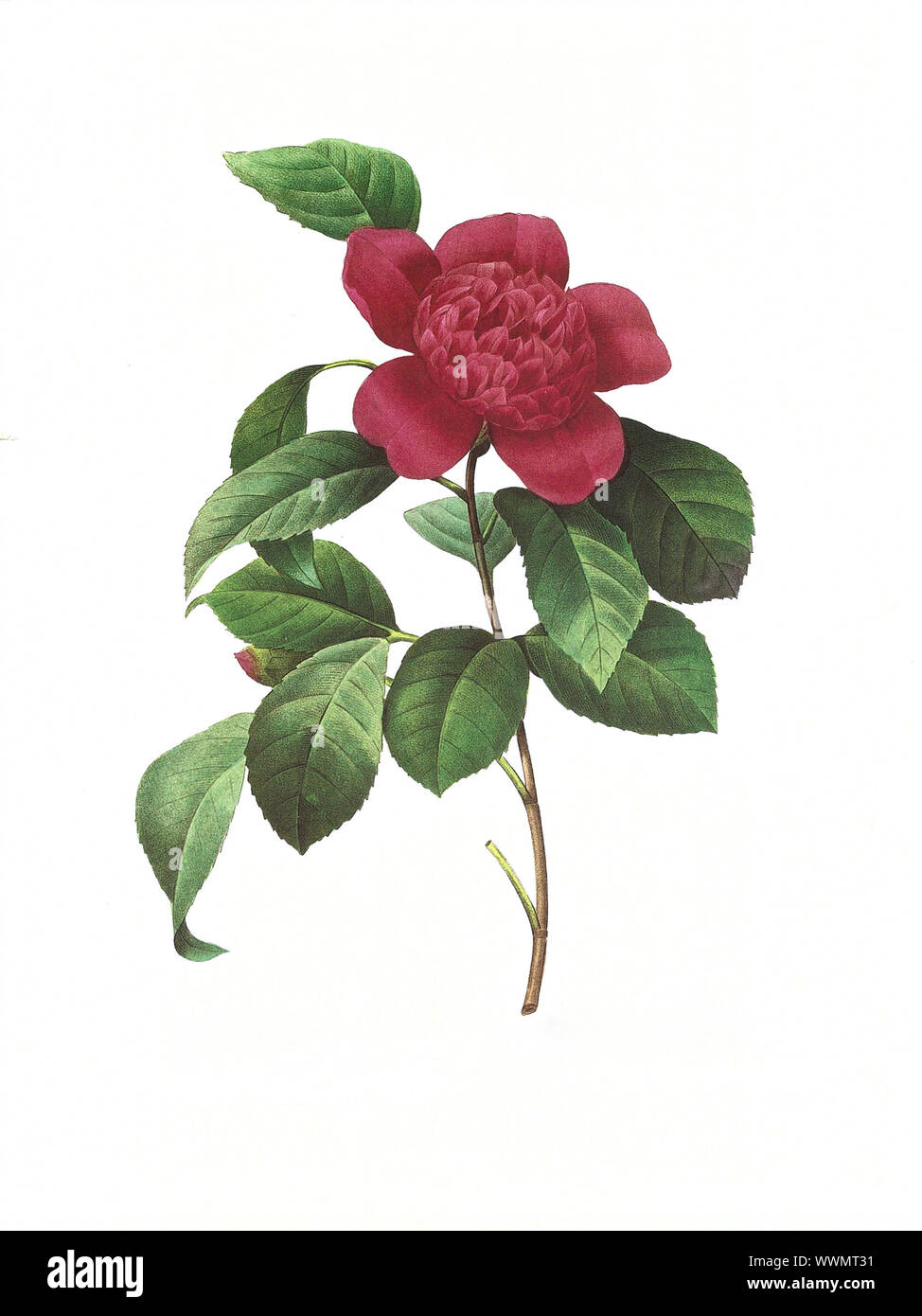 Botanical Drawing Antique High Resolution Stock Photography and Images ...