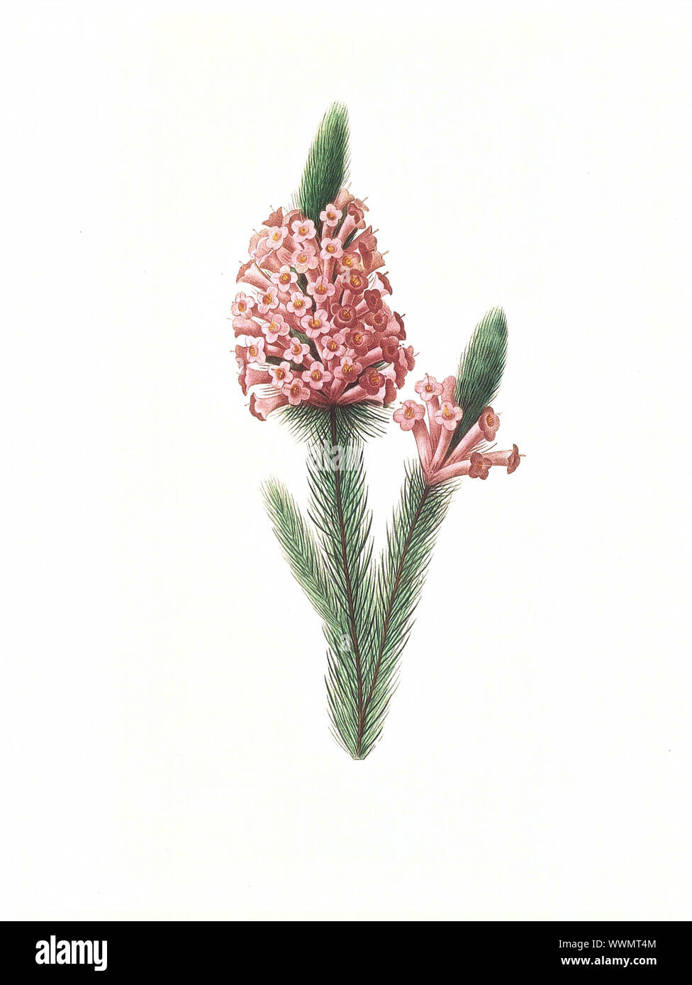 Erica flower drawing hi-res stock photography and images - Alamy