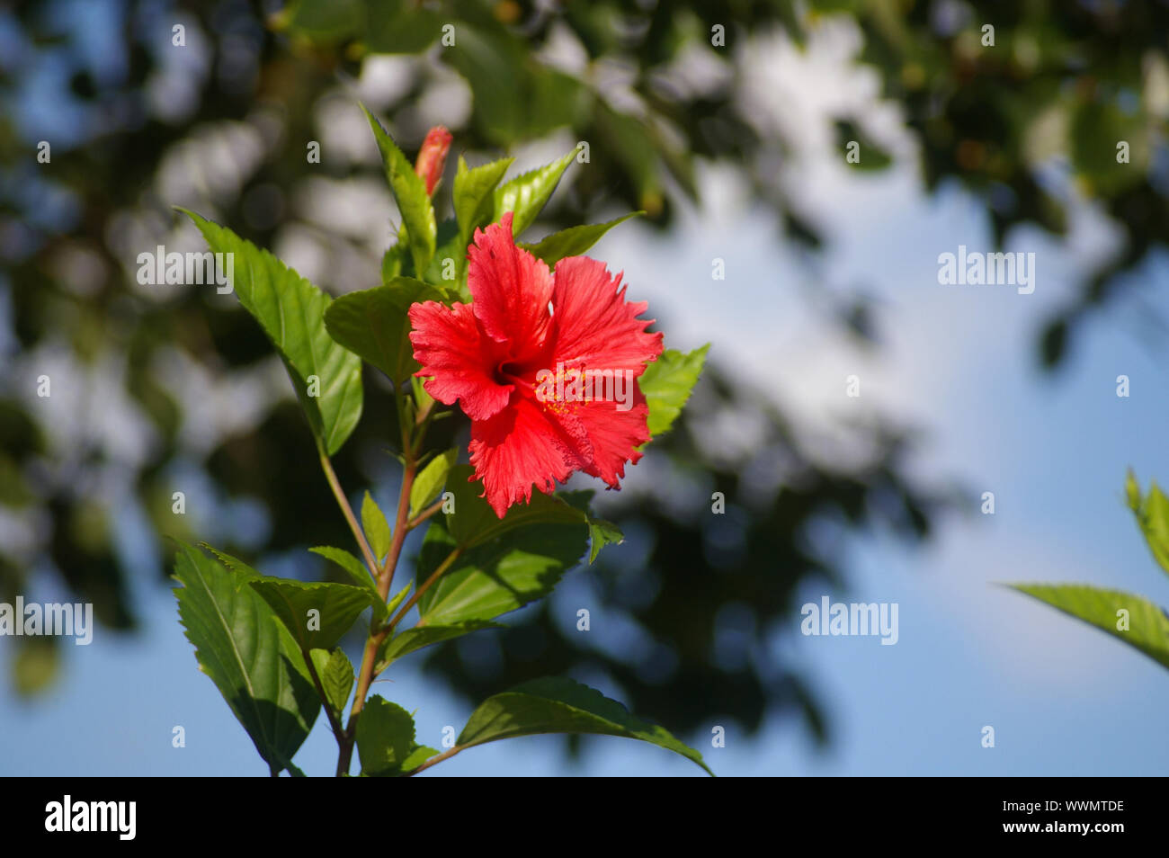 Chinese hibiscus flower in forest Stock Photo - Alamy