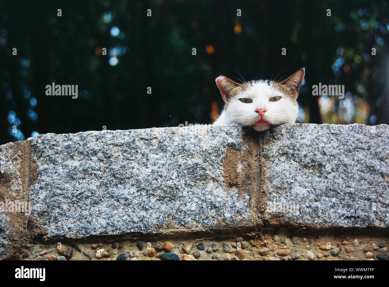 A cat on rock Stock Photo - Alamy