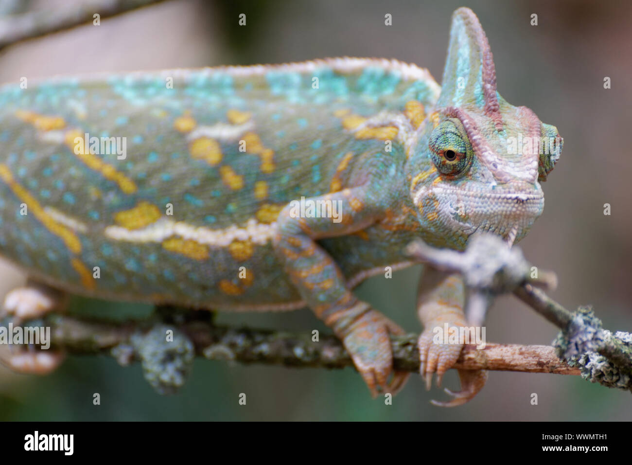 Chamaeleonidae hi-res stock photography and images - Alamy