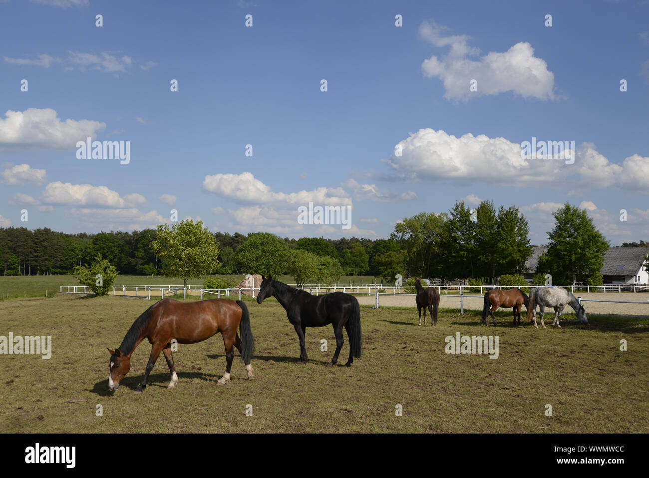 Horses at a riding stable Stock Photo - Alamy