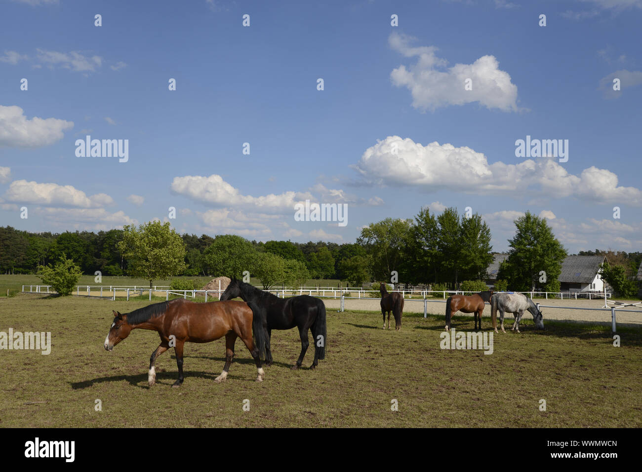 Horses at a riding stable Stock Photo - Alamy