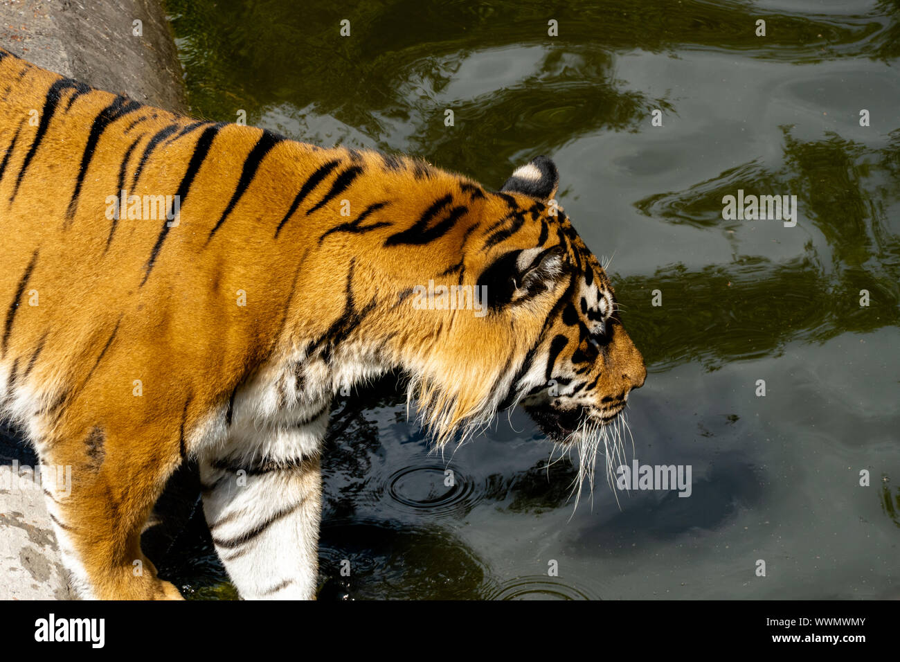 Tiger in jungle by water hi-res stock photography and images - Alamy