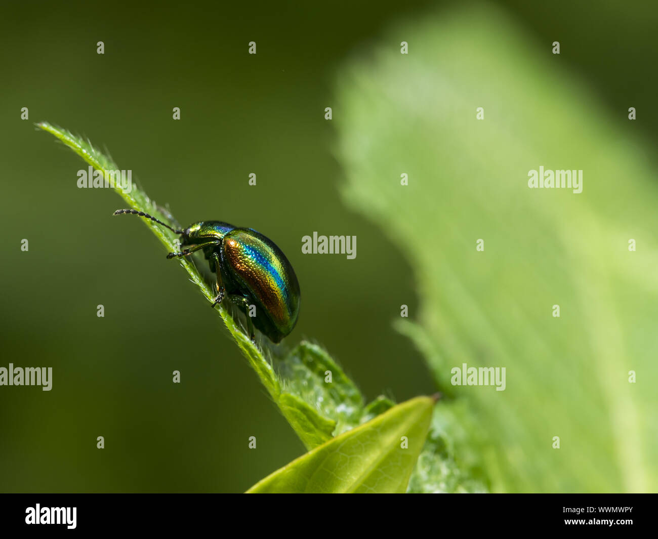 Nettle animal hi-res stock photography and images - Alamy