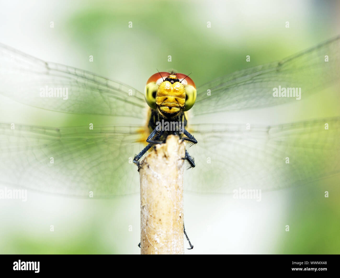 Spotted Darters High Resolution Stock Photography and Images - Alamy
