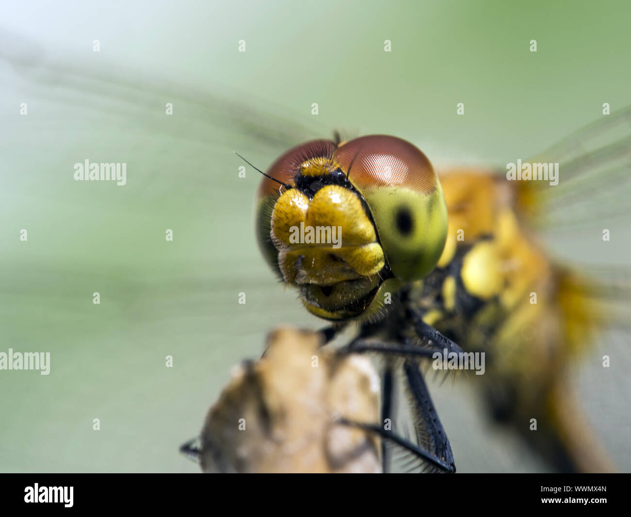Meadowhawk dragonflies hi-res stock photography and images - Alamy