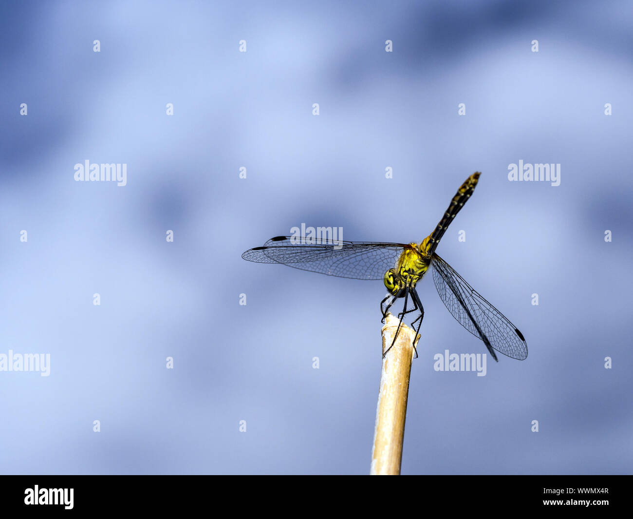 Spotted Darters High Resolution Stock Photography and Images - Alamy