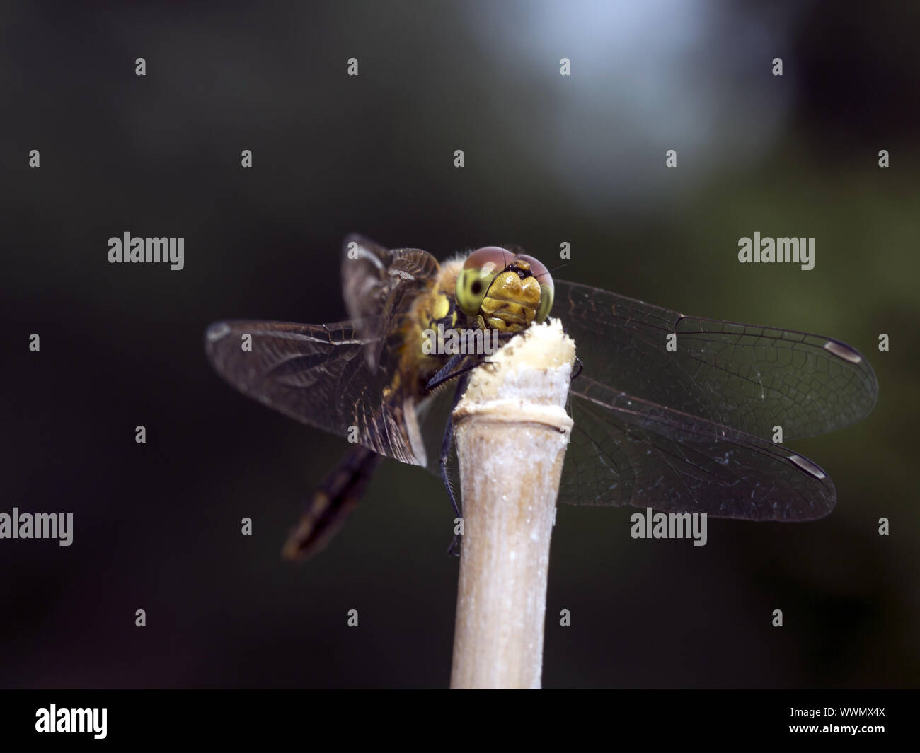 Spotted darters hi-res stock photography and images - Alamy