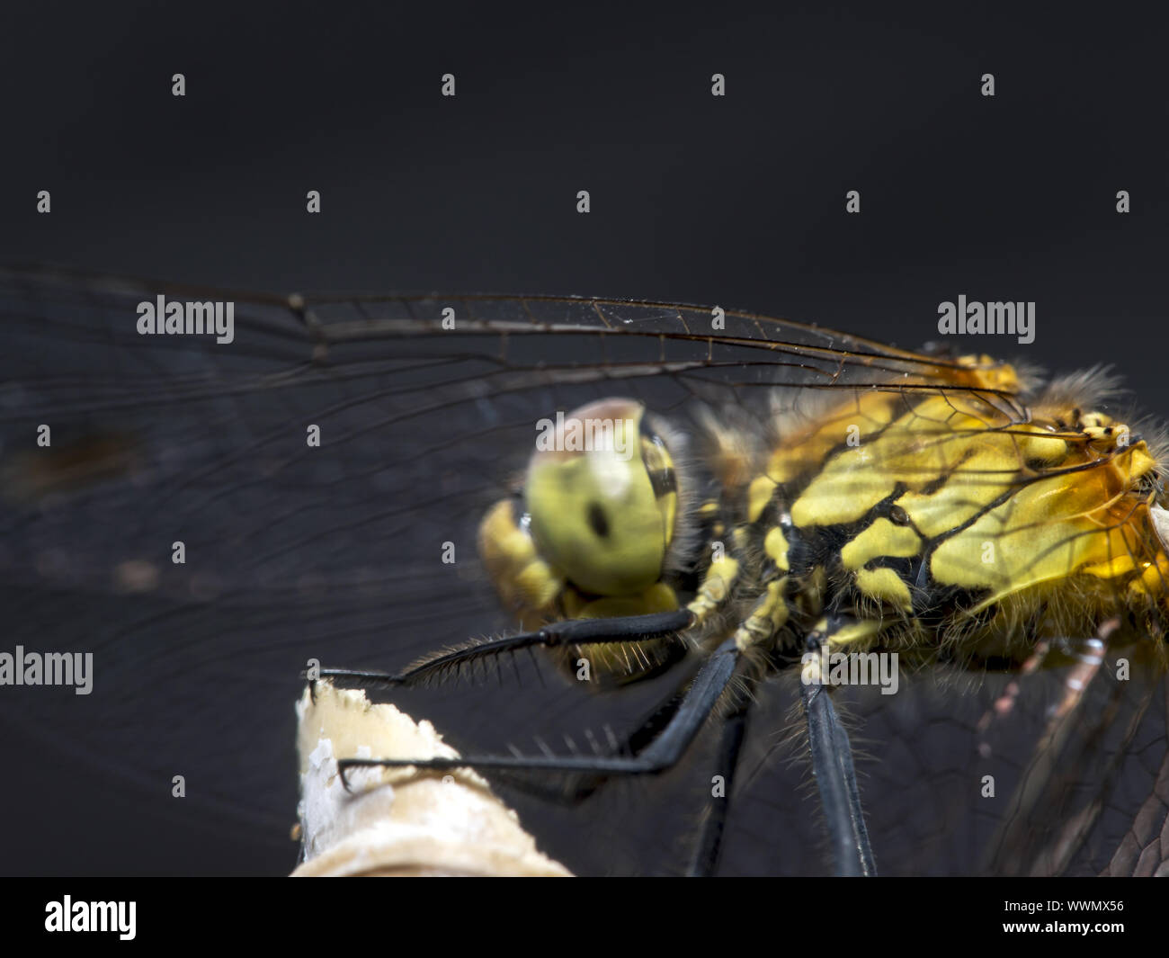 Darters hi-res stock photography and images - Alamy