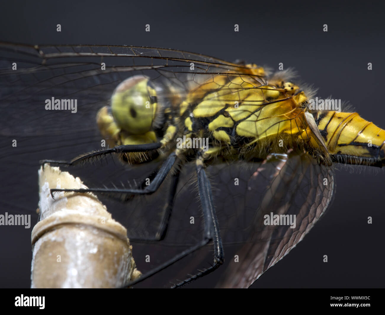Spotted Darters High Resolution Stock Photography and Images - Alamy