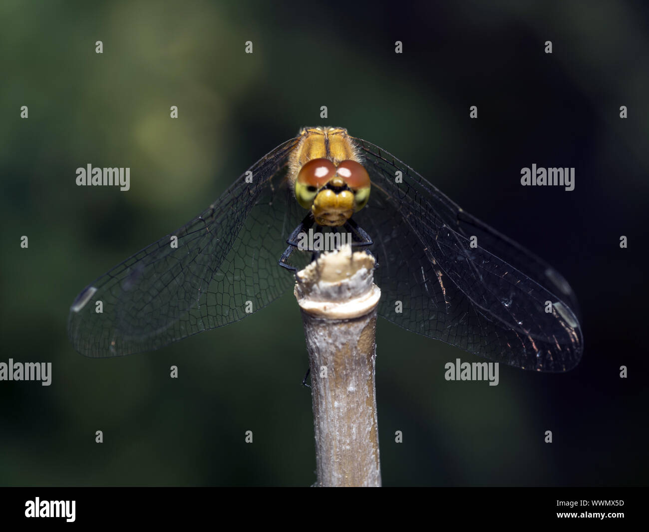 Spotted Darters High Resolution Stock Photography and Images - Alamy