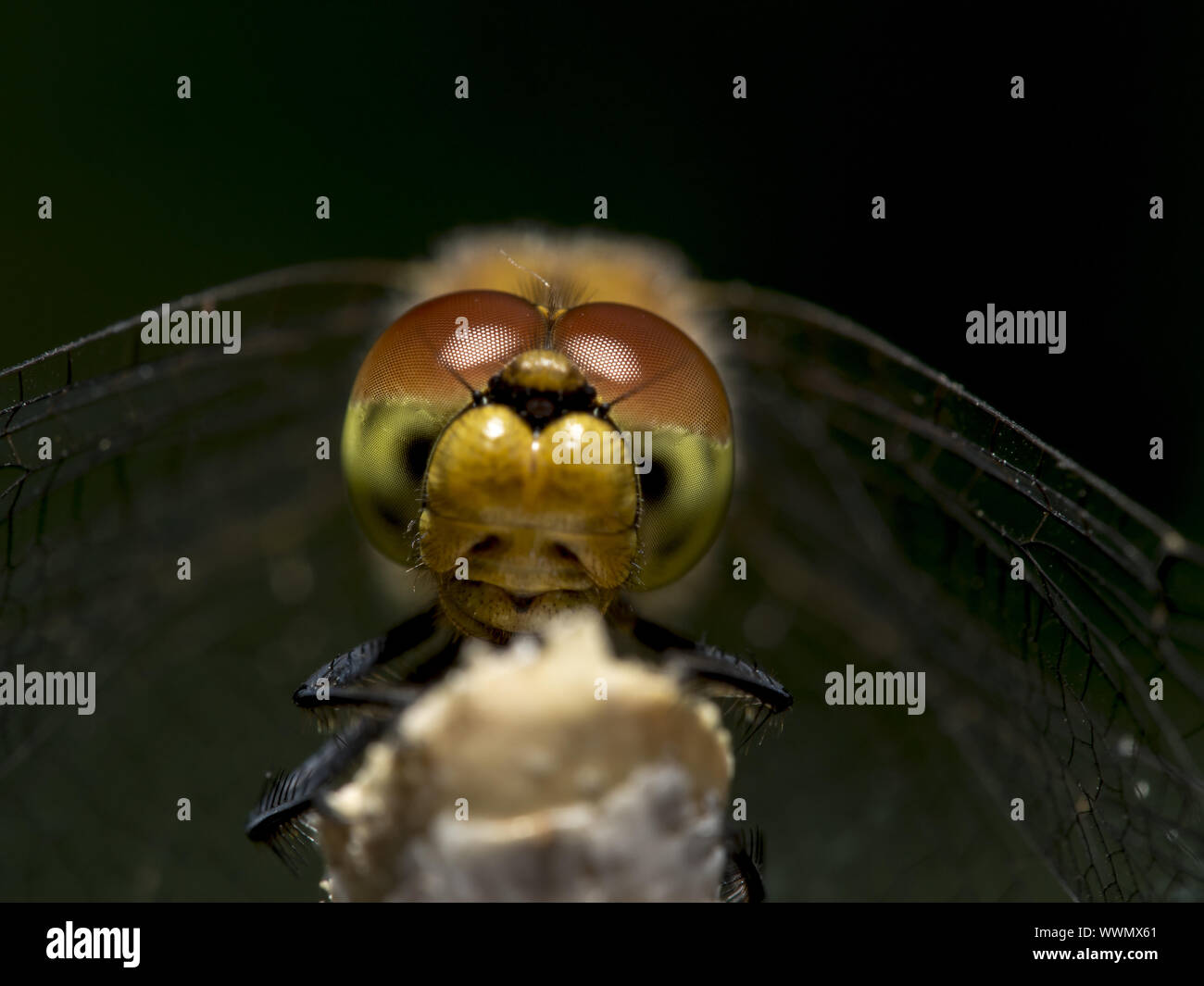 Spotted Darters High Resolution Stock Photography and Images - Alamy