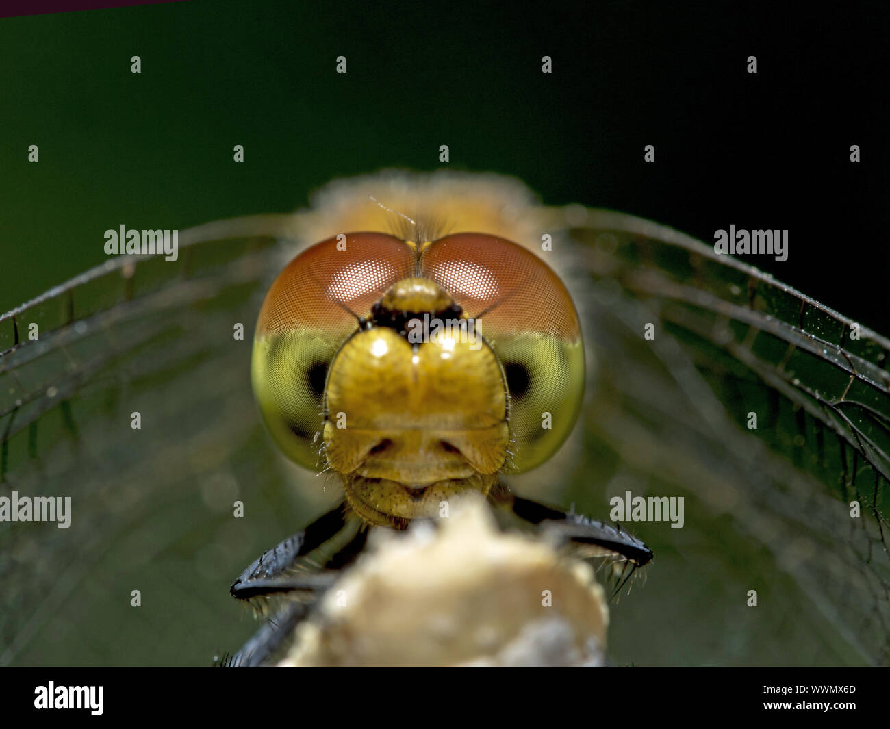 Spotted Darters High Resolution Stock Photography and Images - Alamy