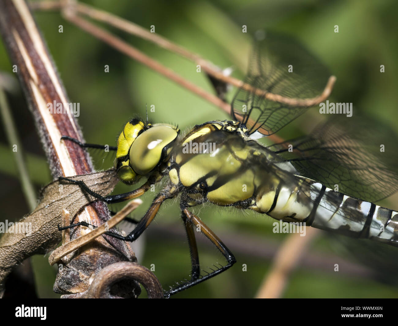 Southern hawker (Aeshna cyanea Stock Photo - Alamy