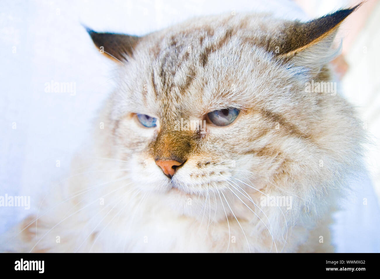 Angry cat with blue eyes Stock Photo - Alamy