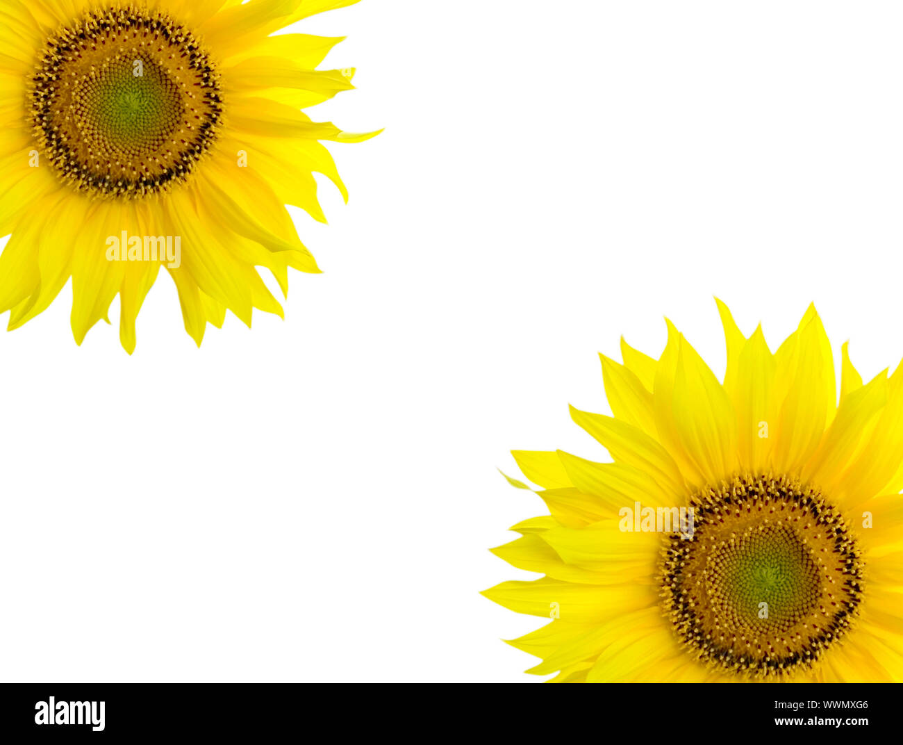 Sunflower background with place for your text Stock Photo - Alamy