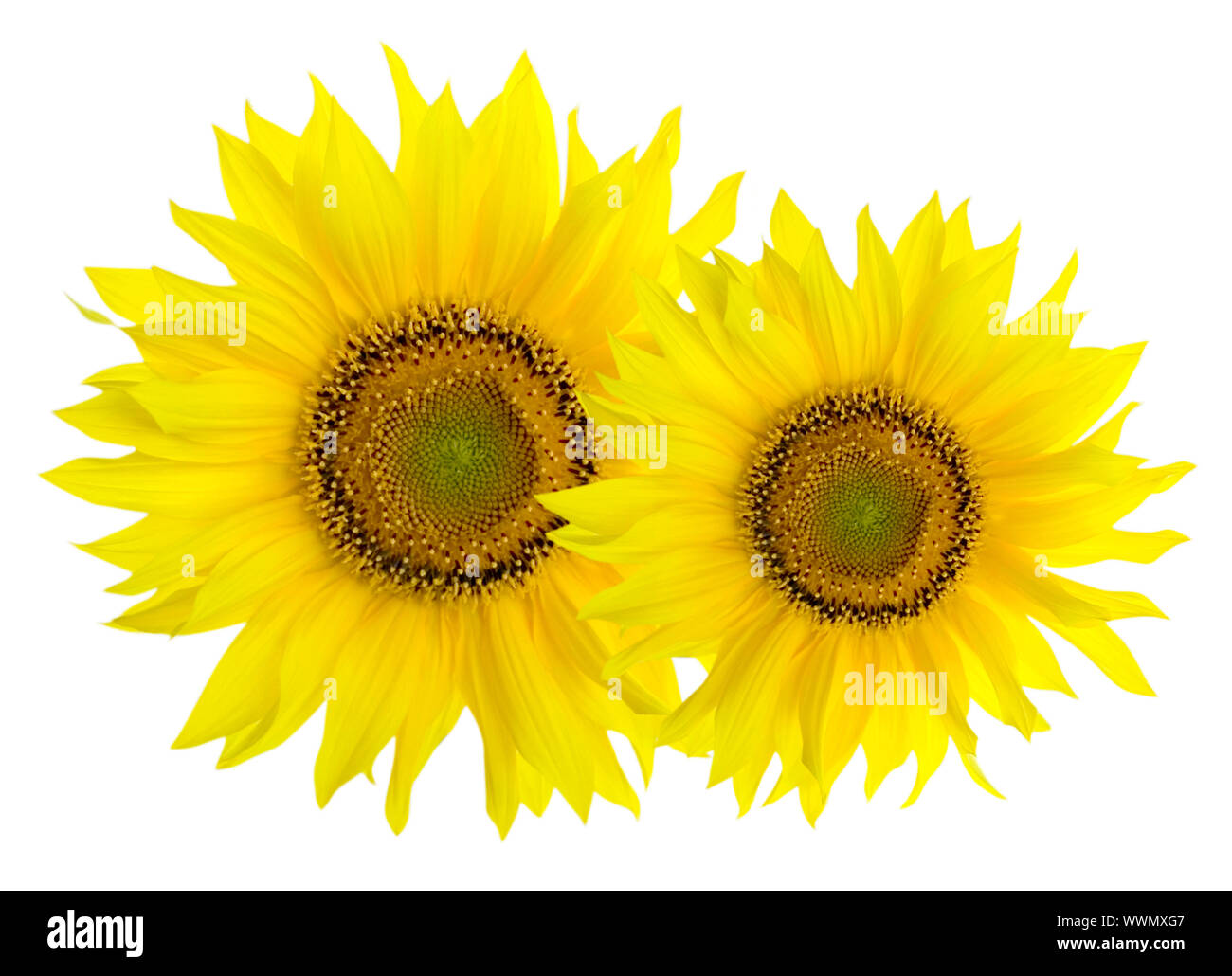Sunflowers isolated on white Stock Photo - Alamy