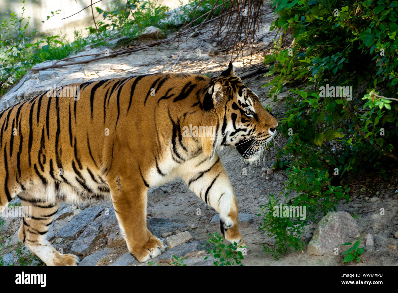 Siberian tiger, also known as the Amur tiger Stock Photo - Alamy