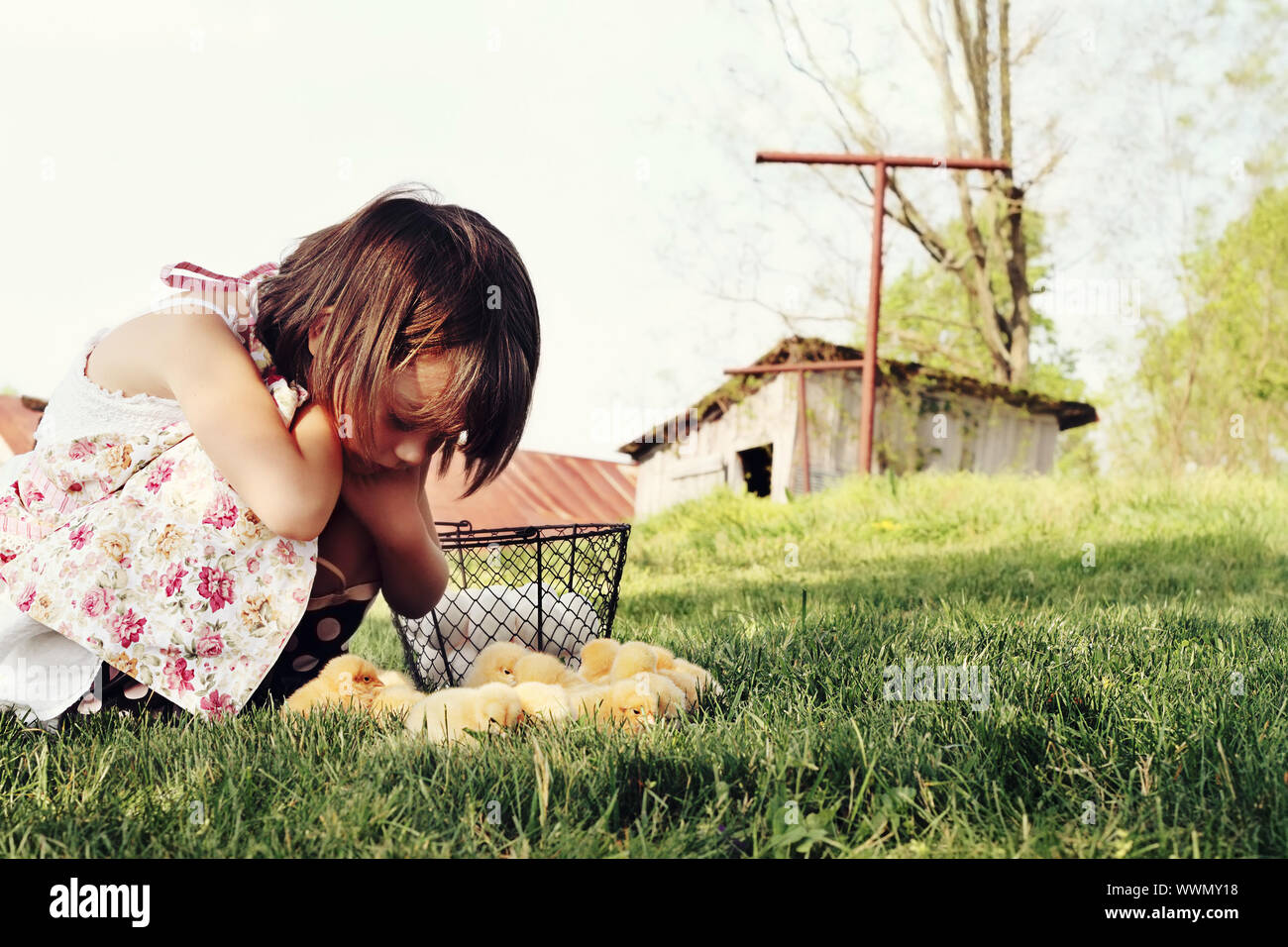 Little girl watching Buff Orpington chicks with chicken coop and barn ...