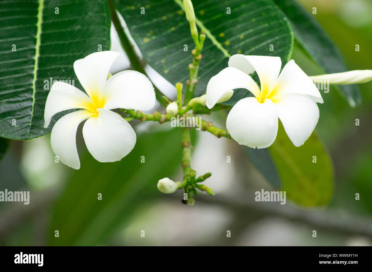 Frangipani flowers on a tree in the garden Stock Photo - Alamy