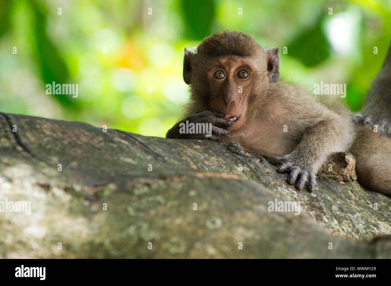 monkey sitting on the tree Stock Photo - Alamy