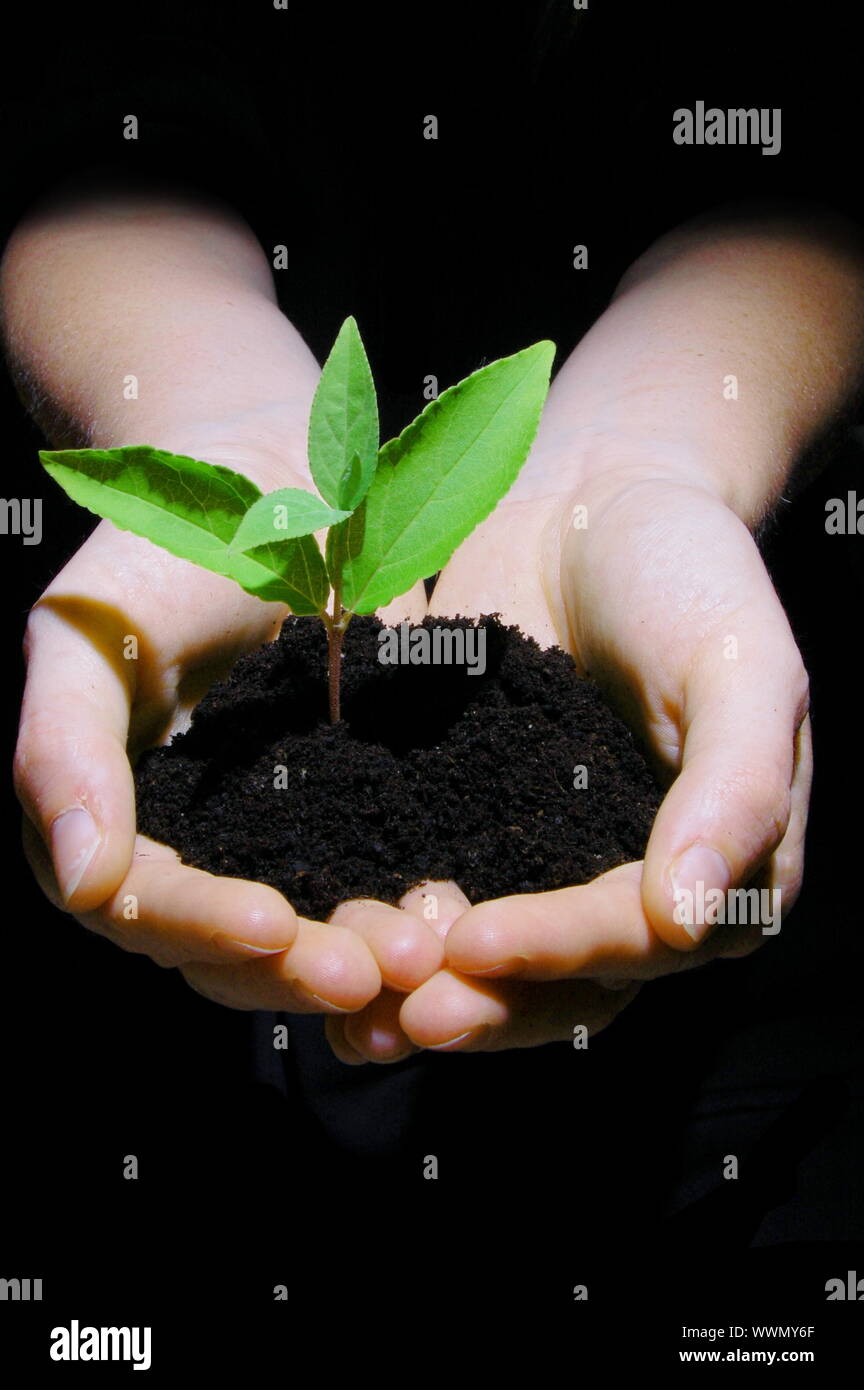 young plant in hand showing concept of youth and growth Stock Photo - Alamy