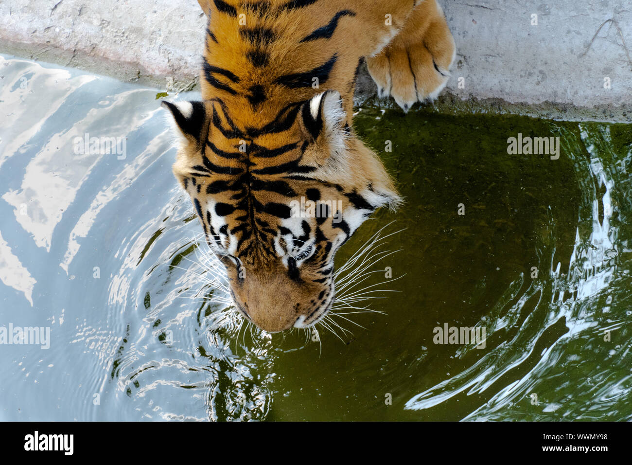 Tiger by water hi-res stock photography and images - Alamy